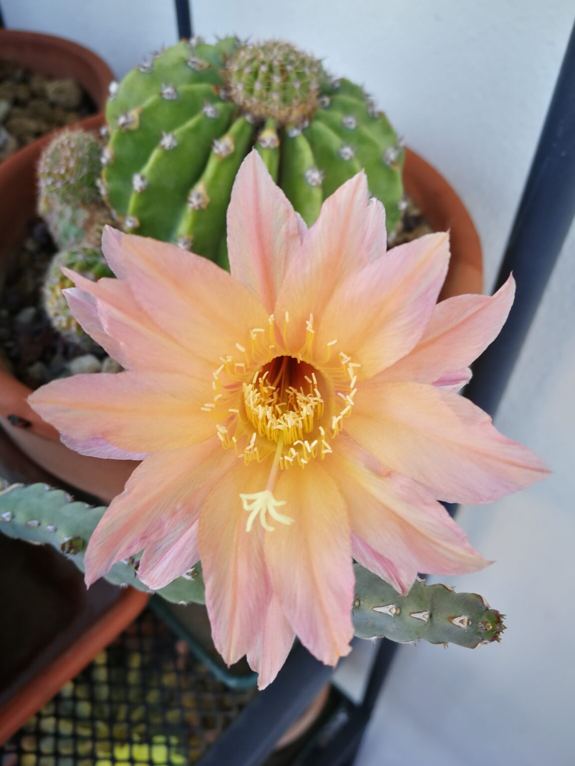 Cactus in fiore 2018 - Balcone Fiorito - Il blog del Giardinaggio