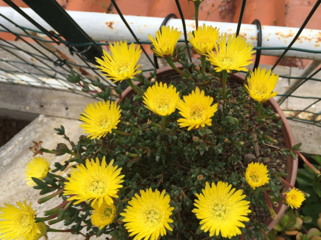 Lampranthus coccineus - Balcone Fiorito - Il blog del Giardinaggio