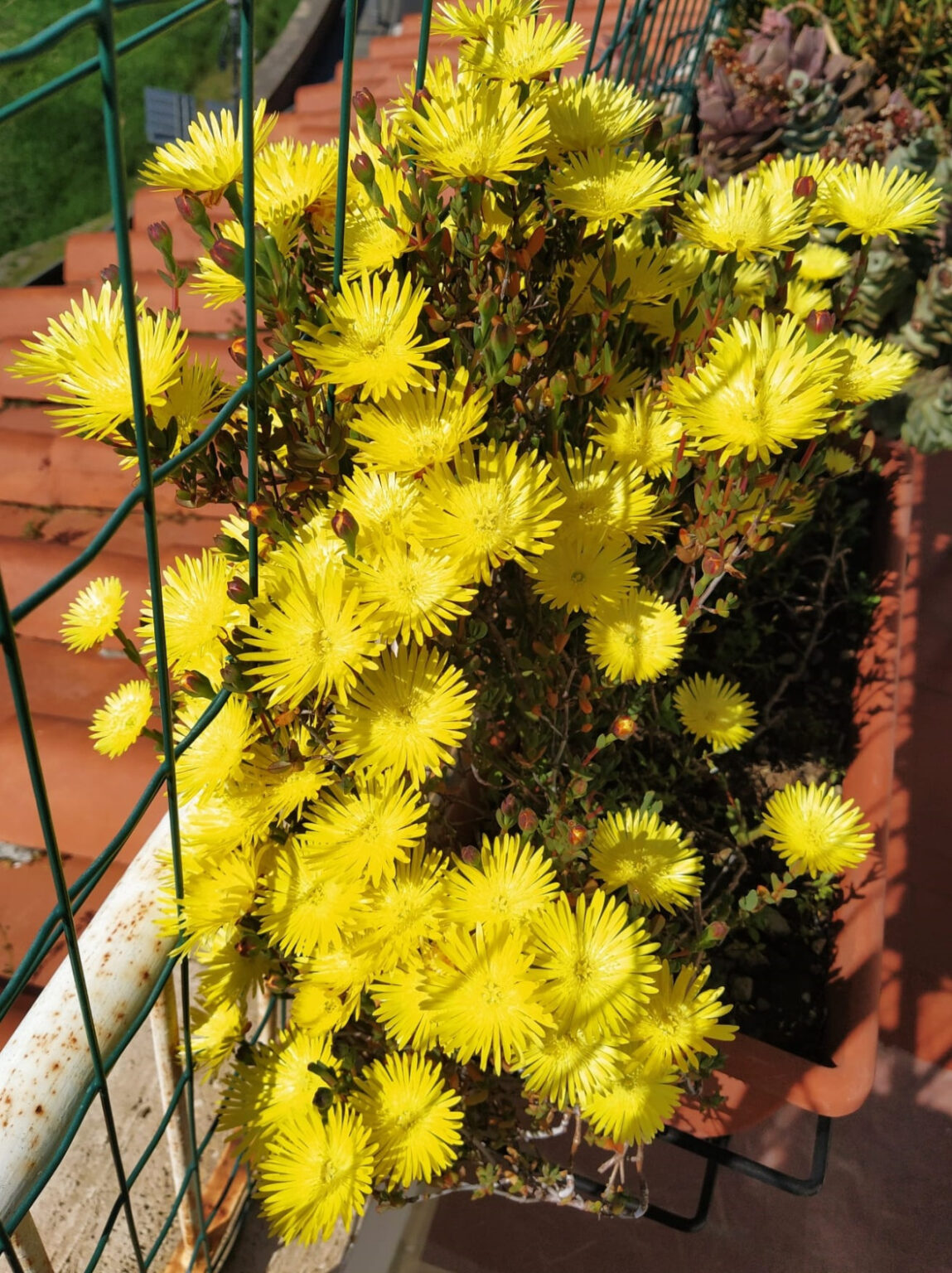 Lampranthus coccineus - Balcone Fiorito - Il blog del Giardinaggio