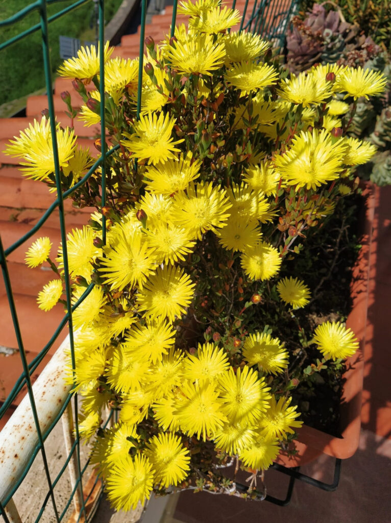 Lampranthus coccineus - Balcone Fiorito - Il blog del Giardinaggio