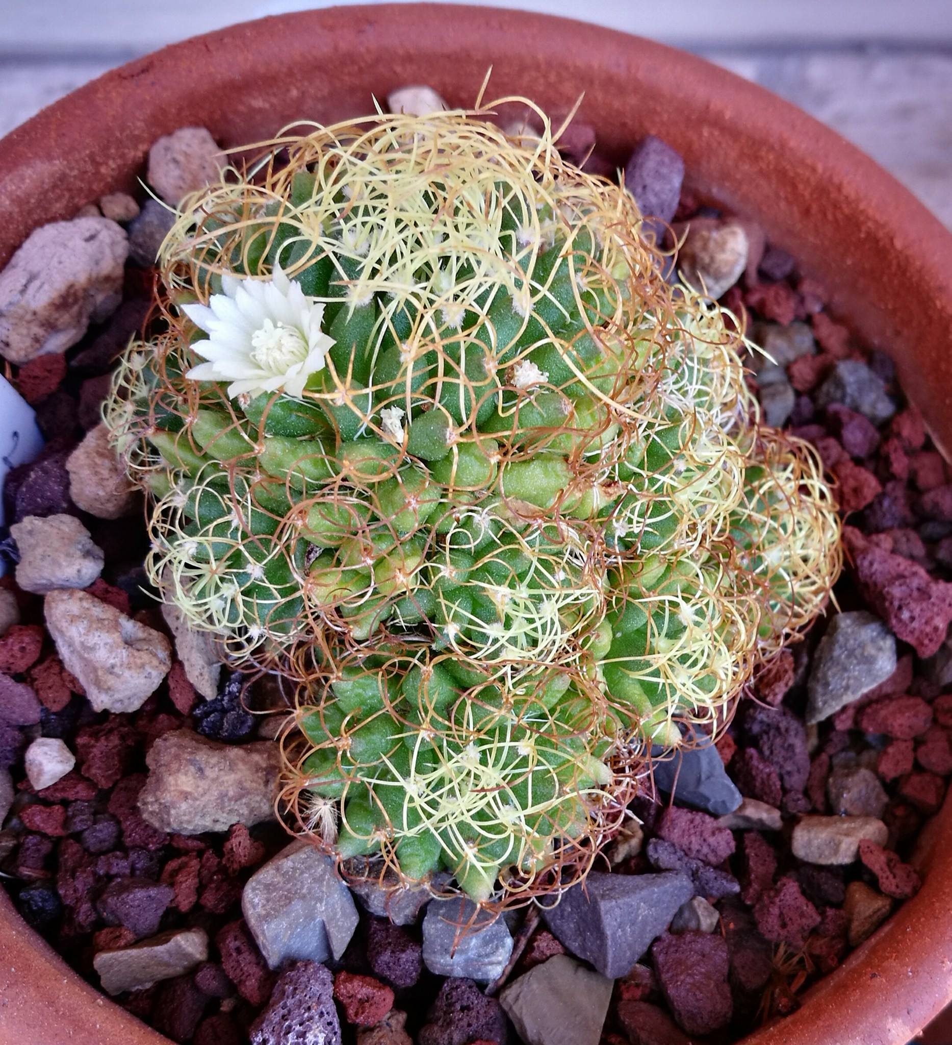 Mammillaria camptotricha - Balcone Fiorito - Il blog del Giardinaggio