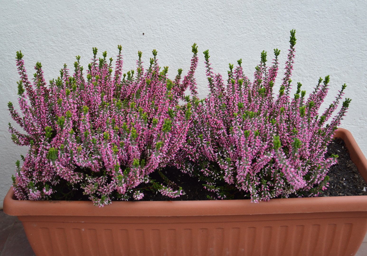 Calluna vulgaris, erica - Balcone Fiorito - Il blog del Giardinaggio