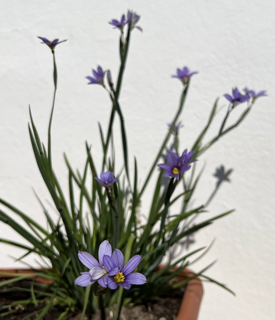 Sisyrinchium Angustifolium Balcone Fiorito Il Blog Del Giardinaggio